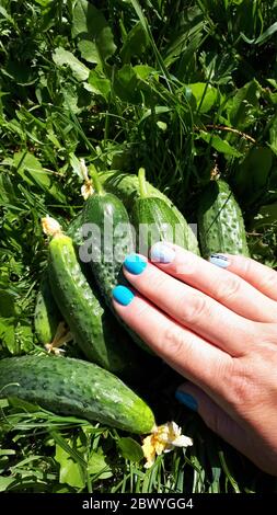 The first young cucumbers close-up on the garden bed. Blooming ...