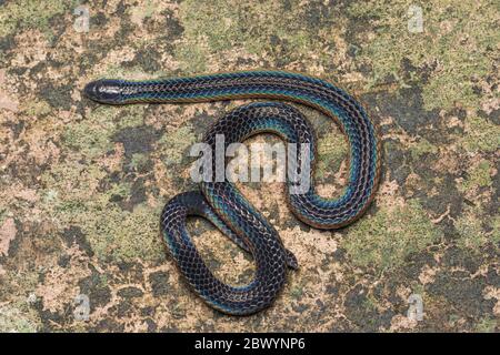 Detail Image of shiny Schmidt's Reed Snake from Borneo , Beautiful ...