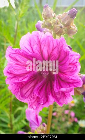 Vertical macro of vibrant purple geranium flowers on tall stalks, with ...