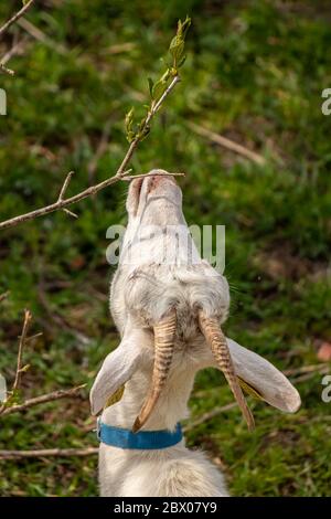 Goat (Capra) feeding on leaves, tall grass, La Palma, Canary Islands ...