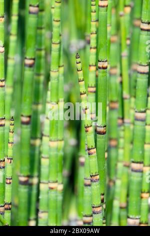Equisetum Hyemale (Equisetum japonica), Dutch Rush, perennial herb ...