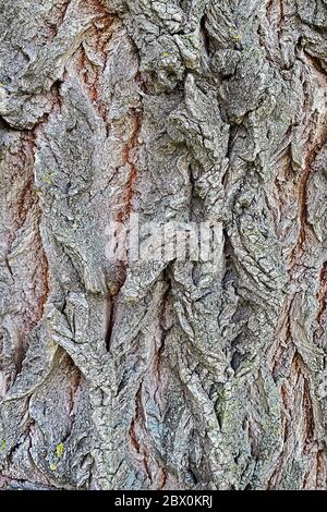 Deeply Grooved Tree Bark. Natural Rough Trunk Texture Stock Photo - Alamy
