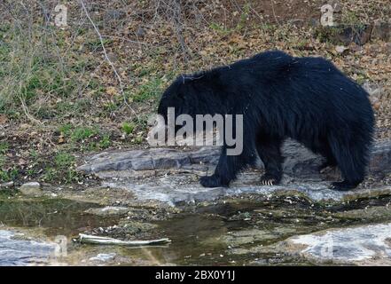 Sloth Bear family (Melursus ursinus), mother with two babies fighting ...