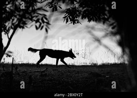 White Dhole