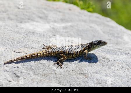 A Cape girdled lizard (Cordylus cordylus) basking on rocks at Stony ...