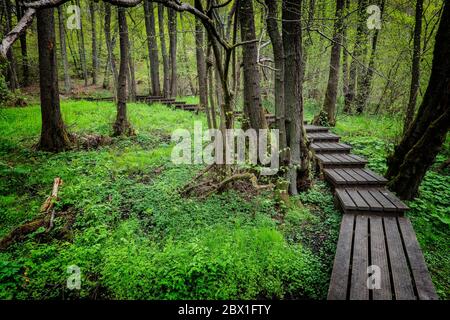 Grejsdalen footpath in the wilderness, Denmark Stock Photo - Alamy