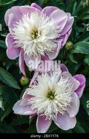 Peony flower blooms in an English cottage garden Stock Photo - Alamy