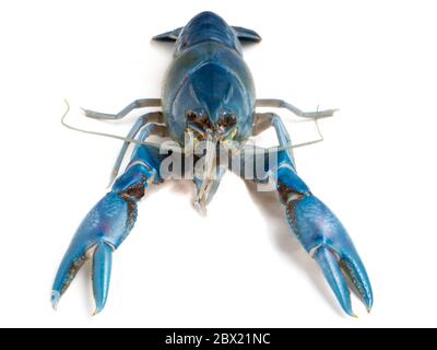 shrimp lobster cherax yabby Crayfish destructor volcano Thailand ...