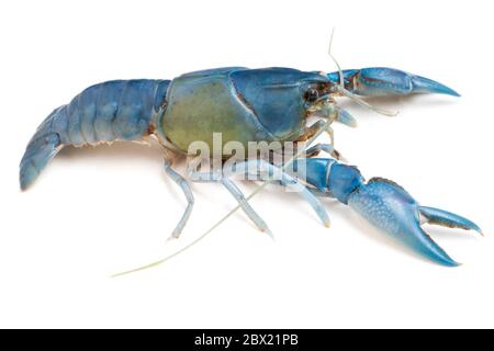 shrimp lobster cherax yabby Crayfish destructor volcano Thailand ...