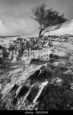 Lone tree growing amongst the rock formations at Brimham Rocks in ...