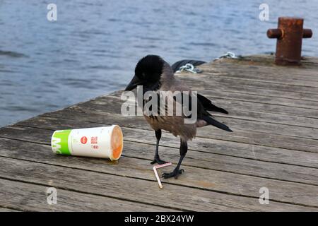 Hooded crow, corvus cornix, re-evaluates McDonalds soft drink container ...
