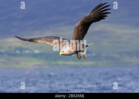White-tailed eagle in flight hunting fish from sea,Norway,Haliaeetus ...