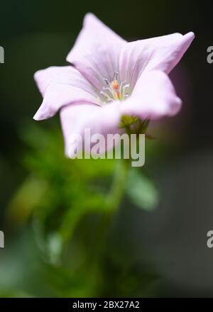 Wild geranium plant with lilac purple flower, Geranium himalayense ...