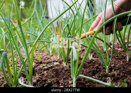 Young onions in the field. Tillage and hoeing. Naturally planted onions ...