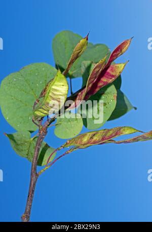 Judas tree (cercis siliquatum) with pods Stock Photo - Alamy