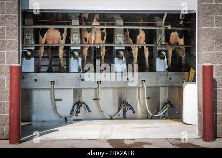 Low angle view of milking machine attached to cow's udder in dairy farm ...