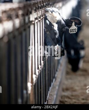 Cattle farm, gate and cow pen in barn for dairy animals, sustainable agriculture and beef ...
