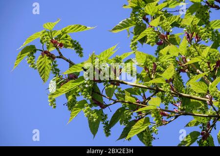 Snakebark Maple Acer davidii "George Forrest" aka "Horizontale" Père ...