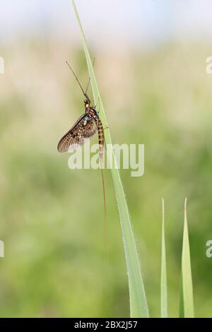 Drake Mackerel Mayfly (Ephemera vulgata Stock Photo - Alamy