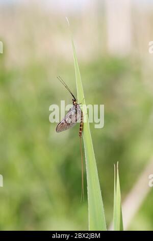 Drake Mackerel Mayfly (Ephemera vulgata) Norfolk May 2026 Stock Photo ...