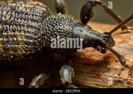 Vine weevil (Otiorhynchus sulcatus) crawling on a lettuce seedling ...