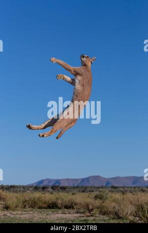 Namibia, Private reserve, Caracal (Caracal caracal), present in Africa ...