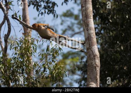 The proboscis monkey is jumping from tree to tree in the jungle ...