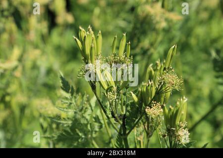 Seed pods on Sweet Cicely plant in garden in Kent, England, United ...