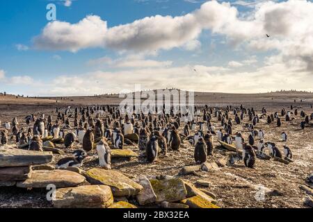 Falkland Islands, Saunders Island, colony of King Penguins (Aptenodytes ...