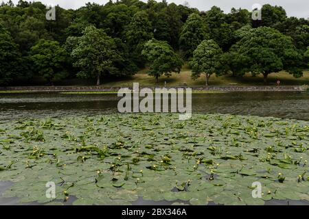 MERTHYR TYDFIL, Wales - 04 JUNE 2020 - A swan opens its wings at ...