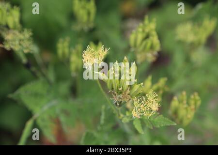 Seed pods on Sweet Cicely plant in garden in Kent, England, United ...