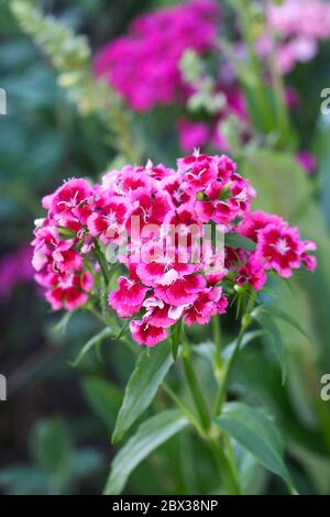 Sweet Williams flowers, Dianthus barbatus Sweet William flowers in ...