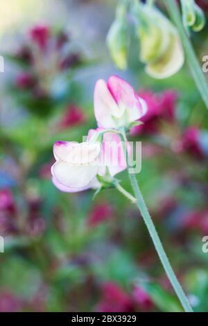 Lathyrus odoratus 'Spanish Dancer' sweet peas growing in an English ...