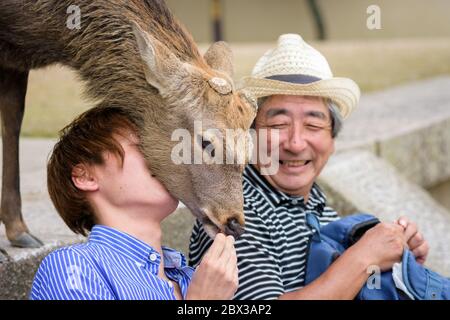 Tourist feeding deer crackers (Shika-senbei) to deer in Nara park, Nara ...