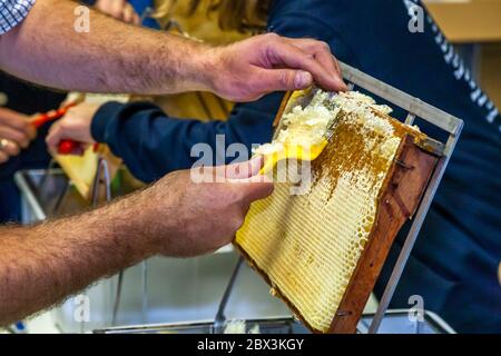 A honeycomb is freed from the wax cap with the uncapping fork. Honey ...