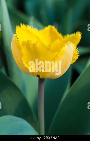 Close up of star tulips (Tulipa urumiensis Stock Photo - Alamy