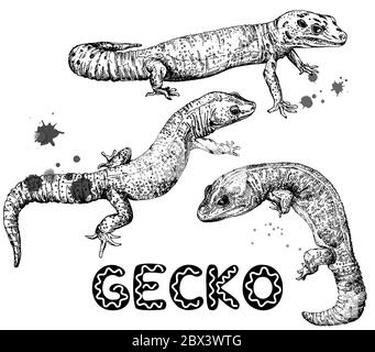 Lizard. Vector illustration of a sketch small reptile. Gecko logo Stock ...