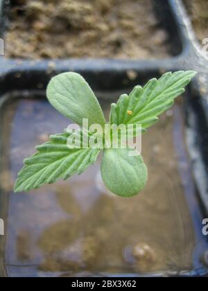 Cannabis medical marihuana creta greece retro background matala 2006 ...