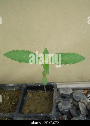 Cannabis medical marihuana creta greece retro background matala 2006 ...