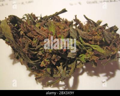 Cannabis medical marihuana creta greece retro background matala 2006 ...