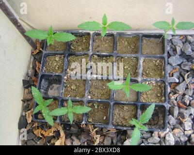 Cannabis medical marihuana creta greece retro background matala 2006 ...