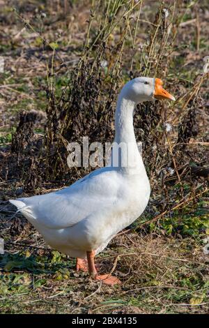 A domestic goose is a goose that humans have domesticated and kept for ...
