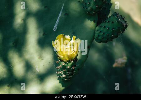Limassol Cyprus June 04, 2020 View of a water bombing helicopter above ...
