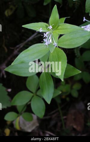 Asperula taurina subsp. leucanthera, Pink Woodruff. Wild plant shot in ...