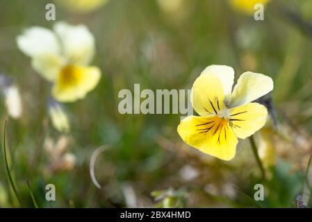 Mountain pansy, Viola lutea in flower in the Alps Stock Photo - Alamy