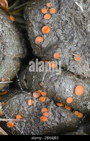 Cheilymenia coprinaria, a cup fungus growing on moose dung in Finland ...