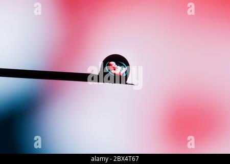 A human embryo on the tip of a needle. Artificial insemination Stock ...