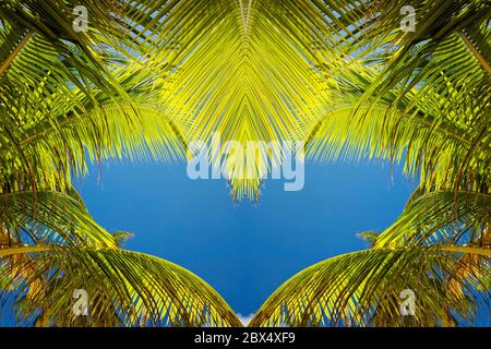 Heart Shaped Palm Trees ..with a Twist Stock Photo - Alamy