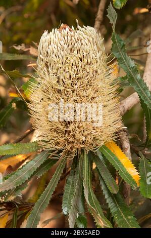 Banksia flower closeup banksia serrata Stock Photo - Alamy