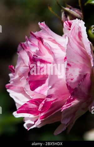 Rose (Rosa 'Scentimental') in flower Stock Photo - Alamy